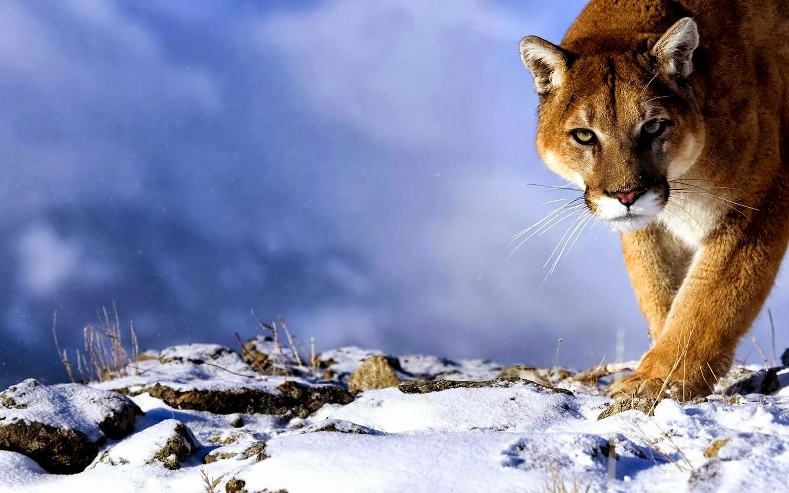 Andy foto natura: Pumas