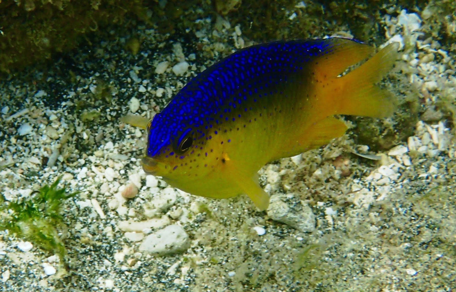 Things we did today...: Snorkelling Prickly Bay