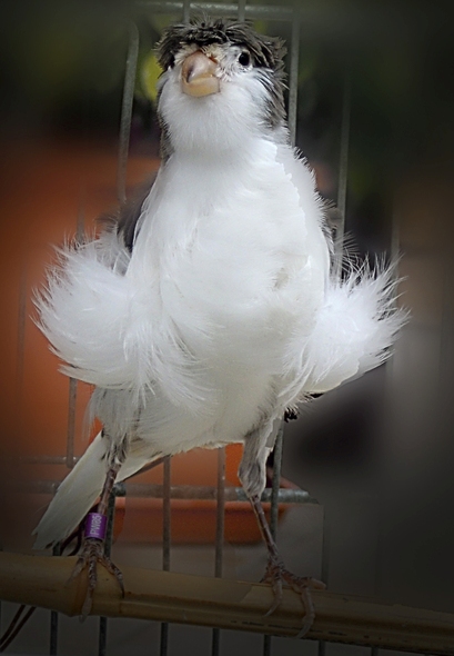 LOS CANARIOS DE POSTURA: Canarios Rizados (2)