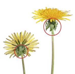 Docaitta Lifestyle: Foraging 15 & Booze of the week: Go look on your ...