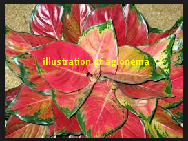 Types of Aglaonema Plant and techniques for planting - Life Is Beautiful