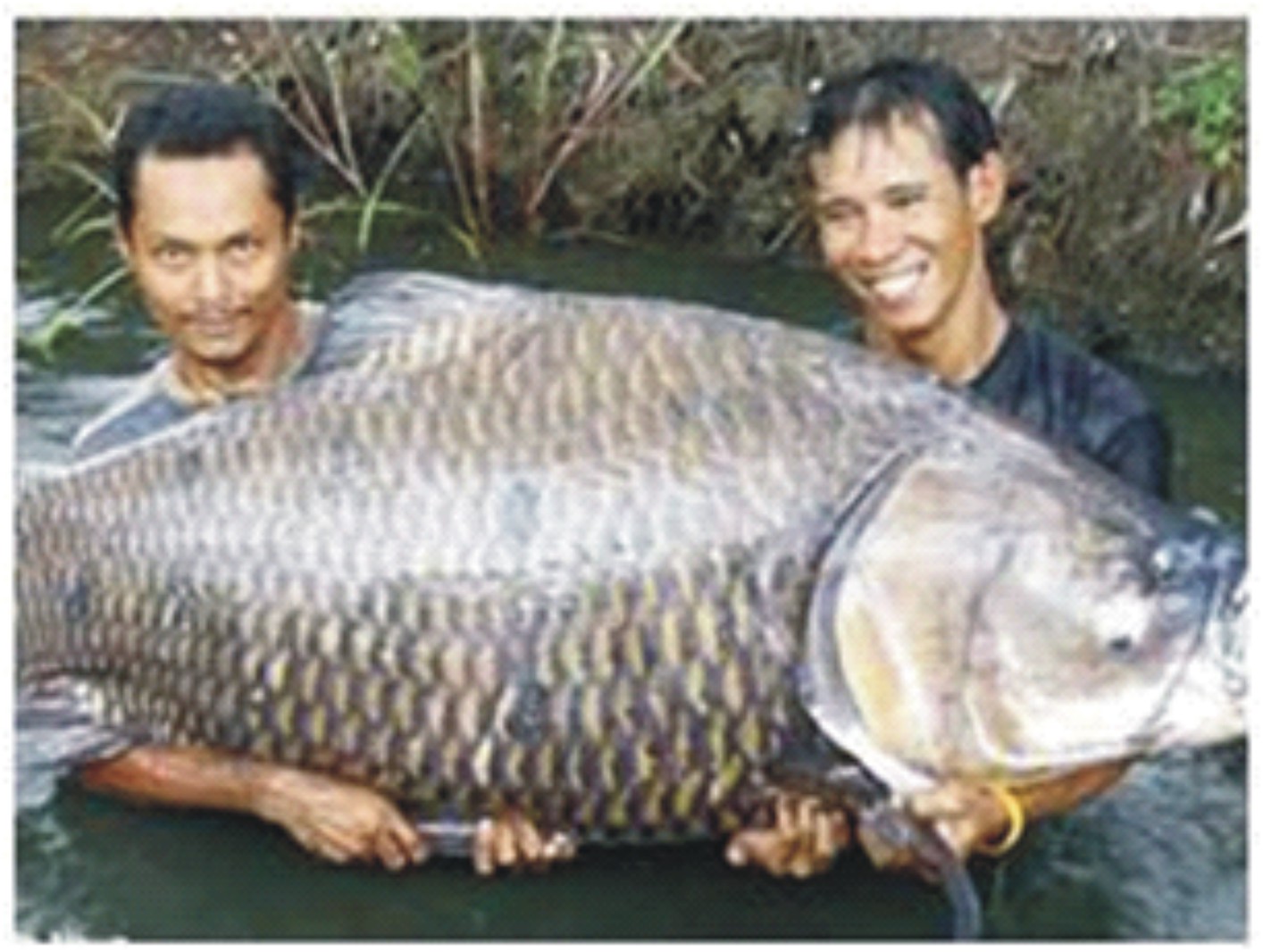 DolokTolong: Misteri Ikan Raksasa di Dasar Danau Toba