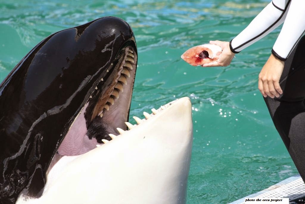 Captive Cetaceans Tragically Sad: No Superior Dental Care and the ...