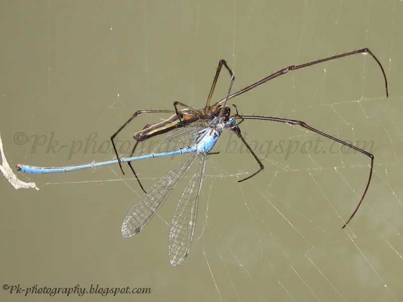 Long Jawed Spiders | Nature, Cultural, and Travel Photography Blog