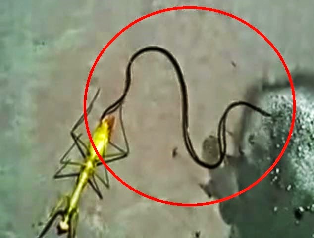 VIDEO: Seram! Makhluk apa yang keluar dari Mentadak ini? - Glepor