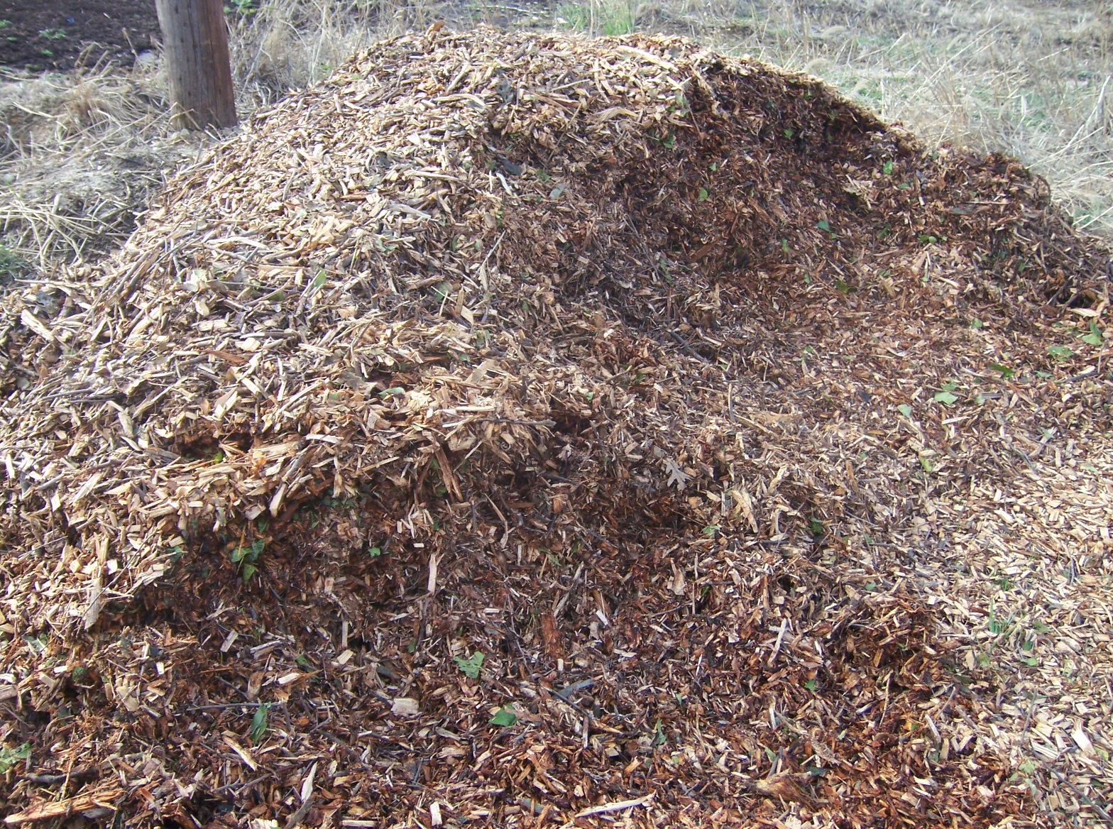 From Seed to Scrumptious: Gardening with Wood Chips