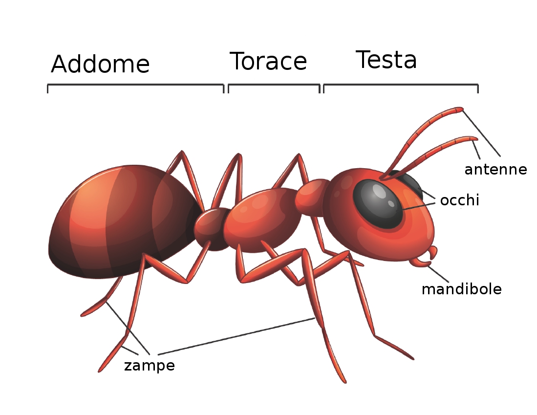 la breda in rete: 1A - A scuola con le formiche