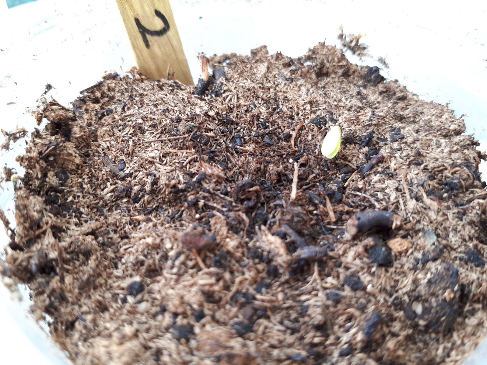 TIHASED ON KURGISÕBRAD