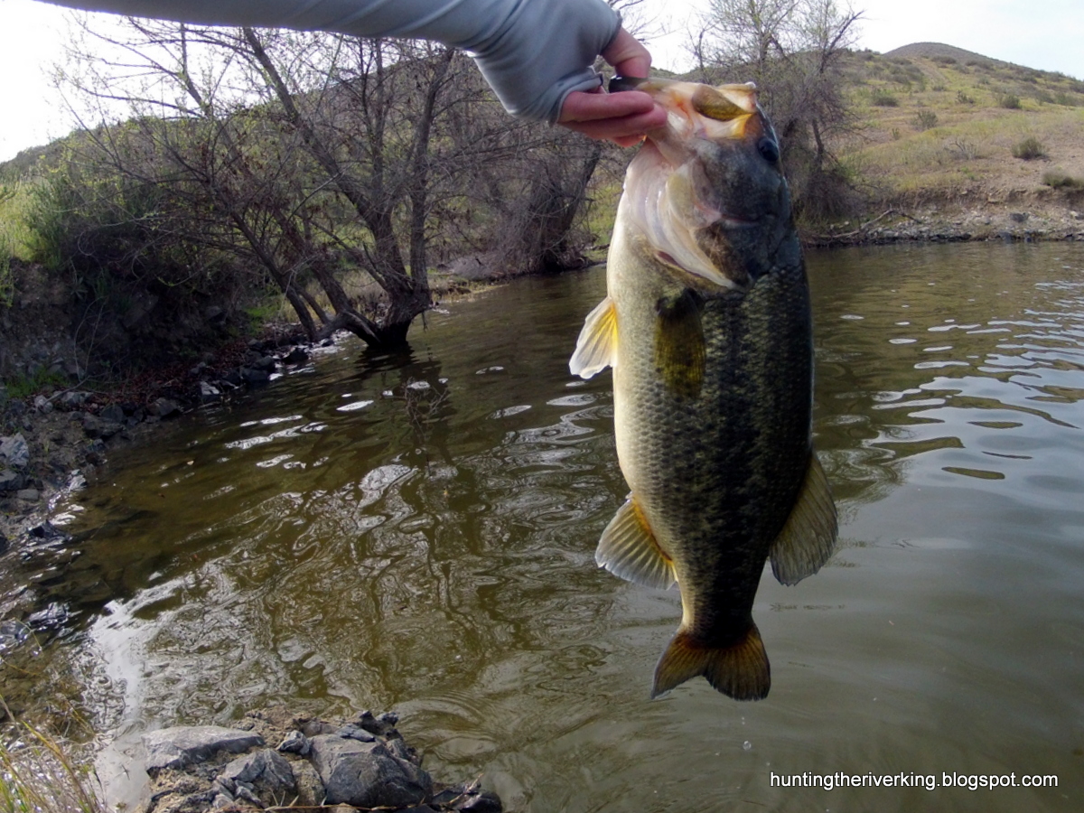 Spring California Bass Fishing - Hunting the River King