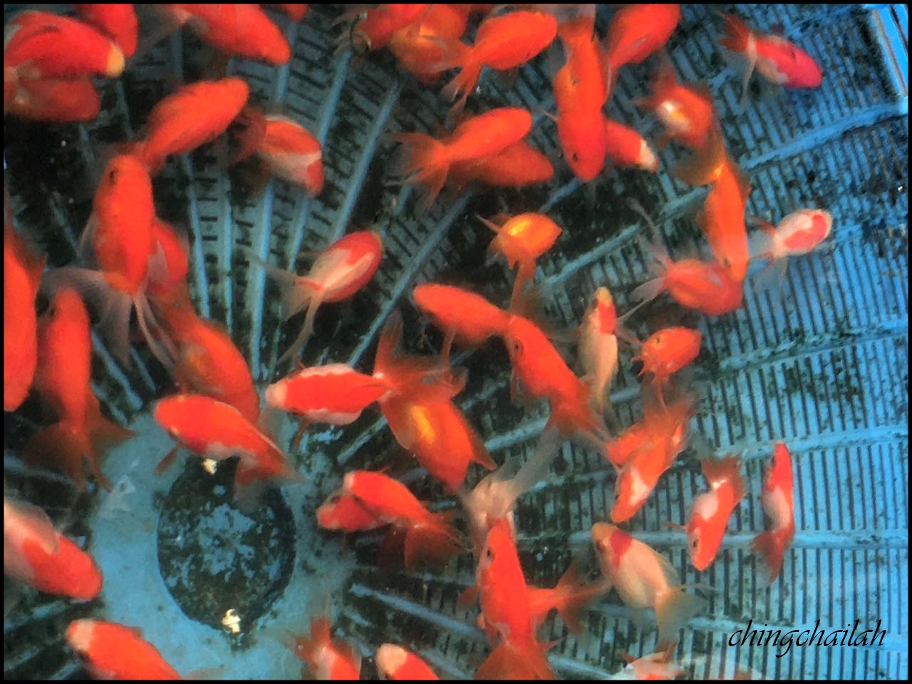 Simple Living In Nancy: A Dinner And A Visit To A Gold Fish Farm, Lawan ...