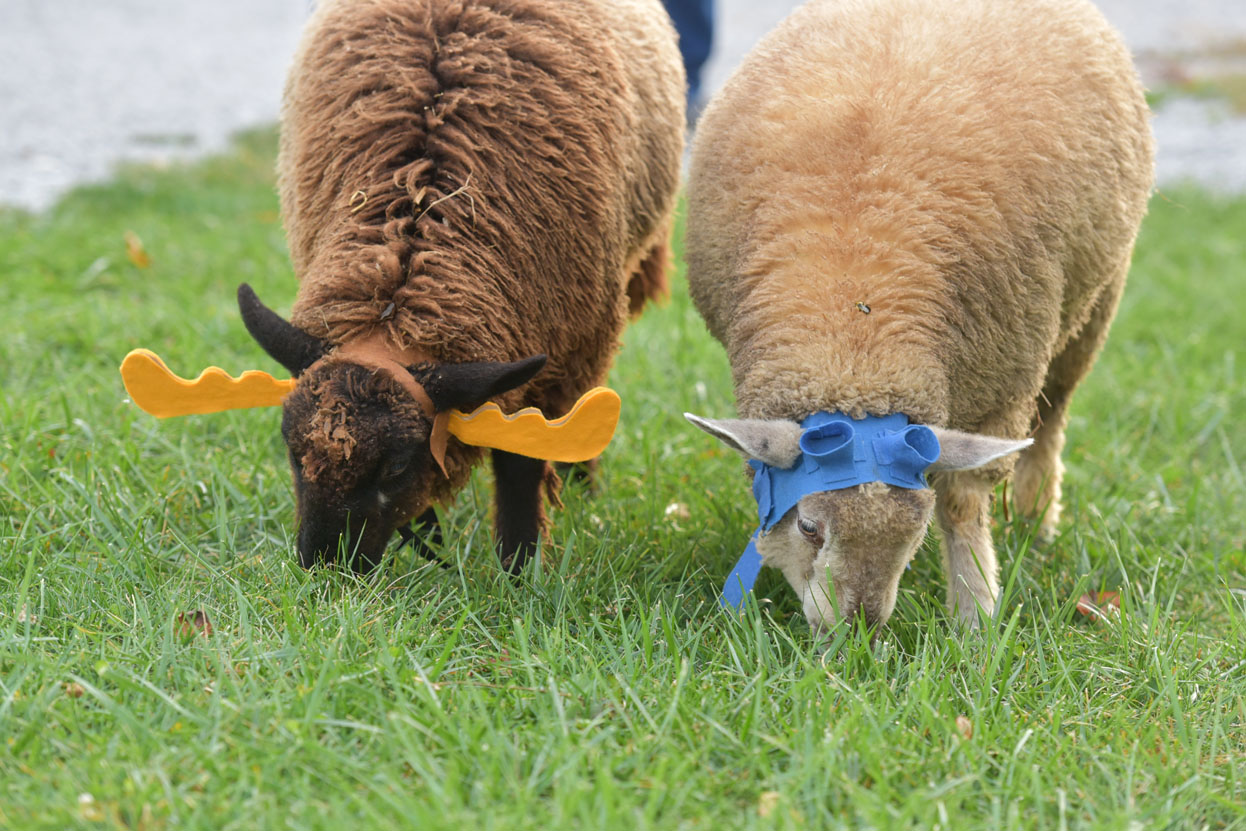 Punkin's Patch: Sheep Trick Or Treat