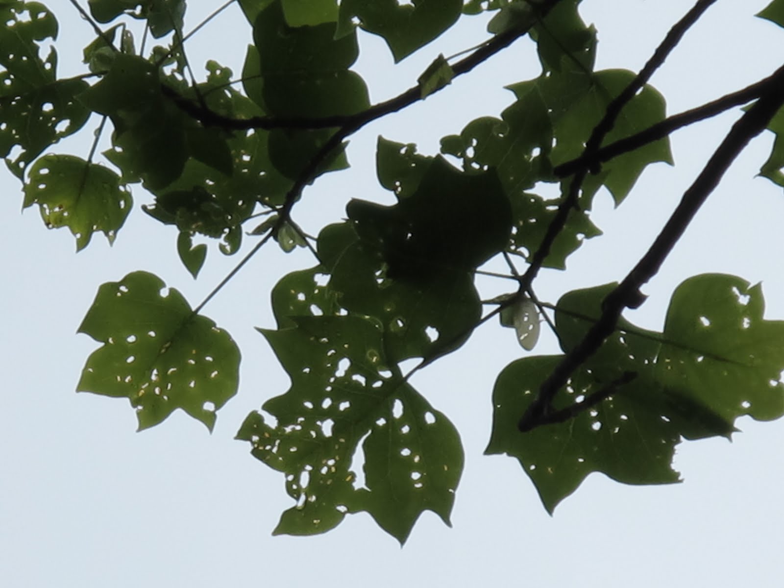 Blue Jay Barrens: Yellow Poplar Weevil