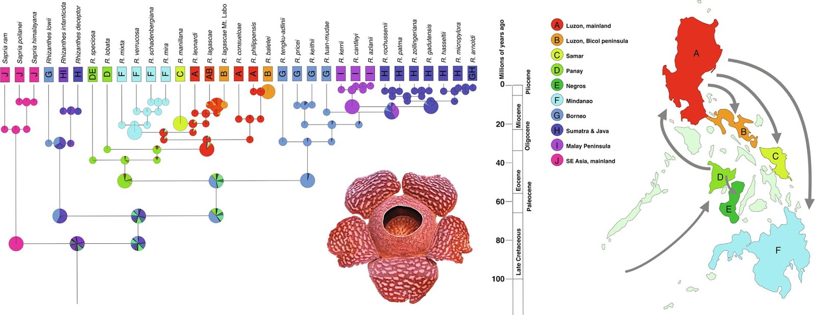 Species New to Science: [Botany • 2019] A Phylogenetic and ...