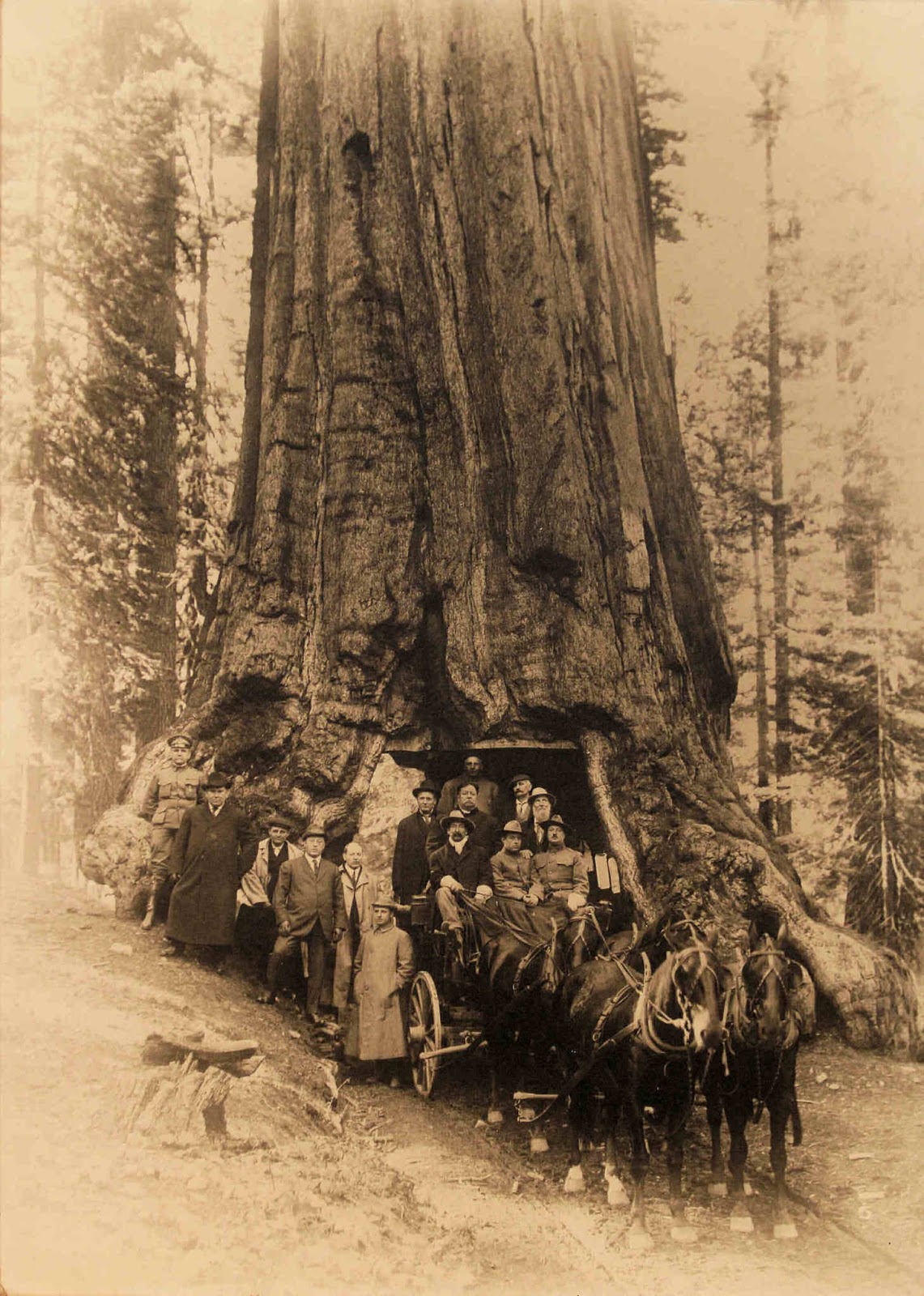 The Wawona Tree: Historic Photos Since Its Tunnel Was Formed Until ...