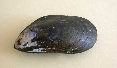 VENTAS D PRODUCTO DEL MAR POR MAYOR: abril 2012