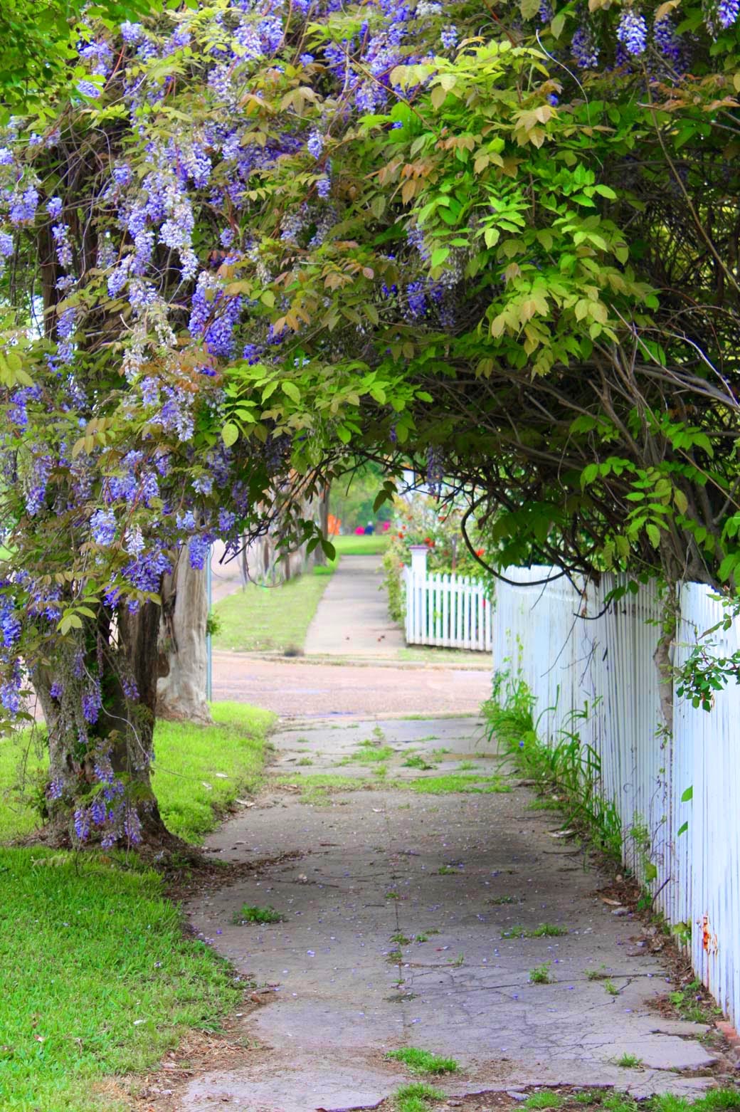 Southern Lagniappe: Day-Trippin' to Natchez, Mississippi