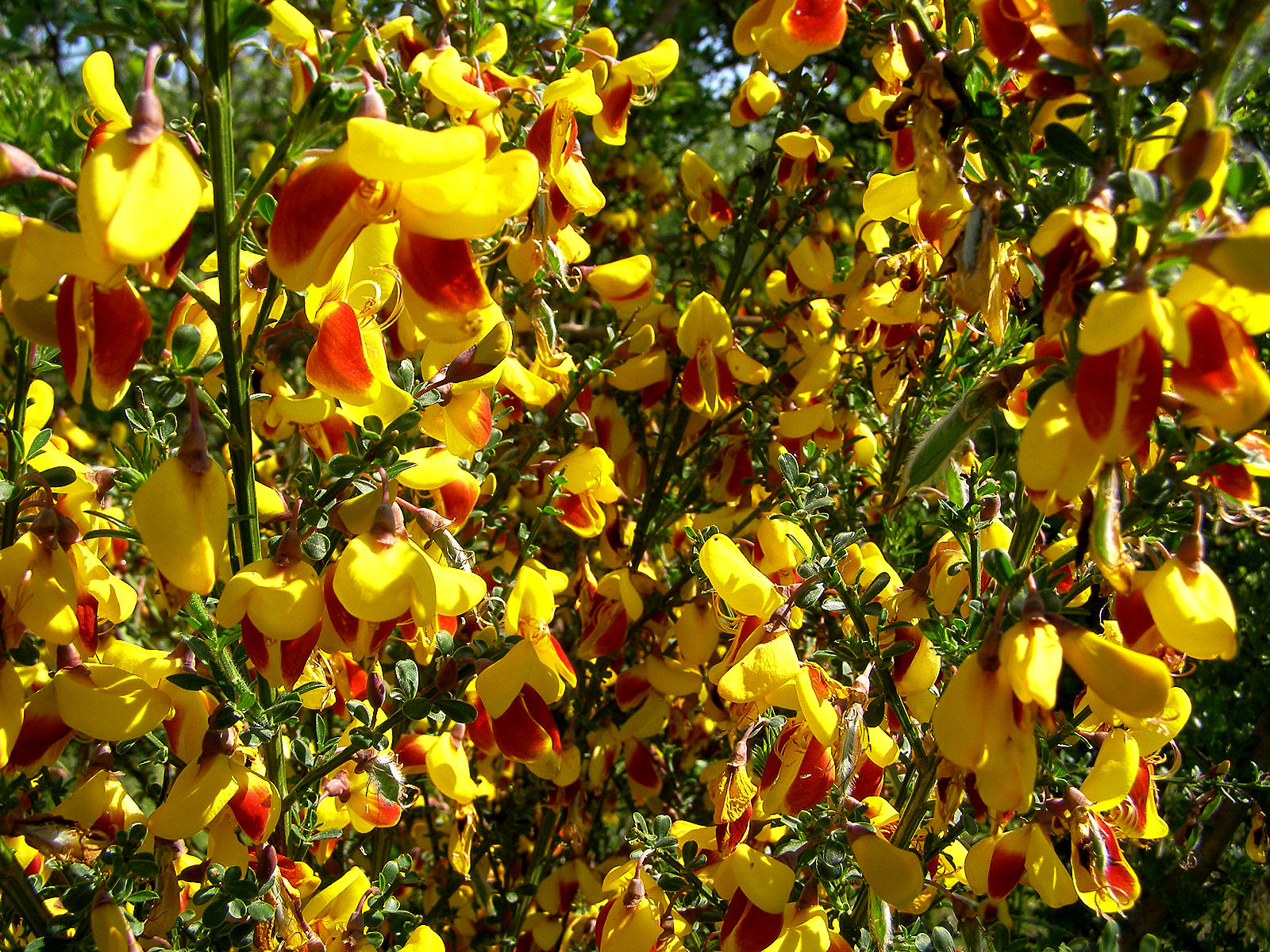 Random Jottings: New Broom