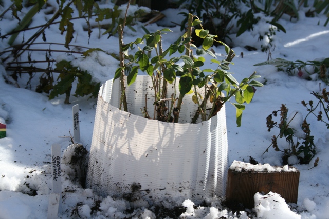 The Flower Bin: Getting your roses ready for winter.
