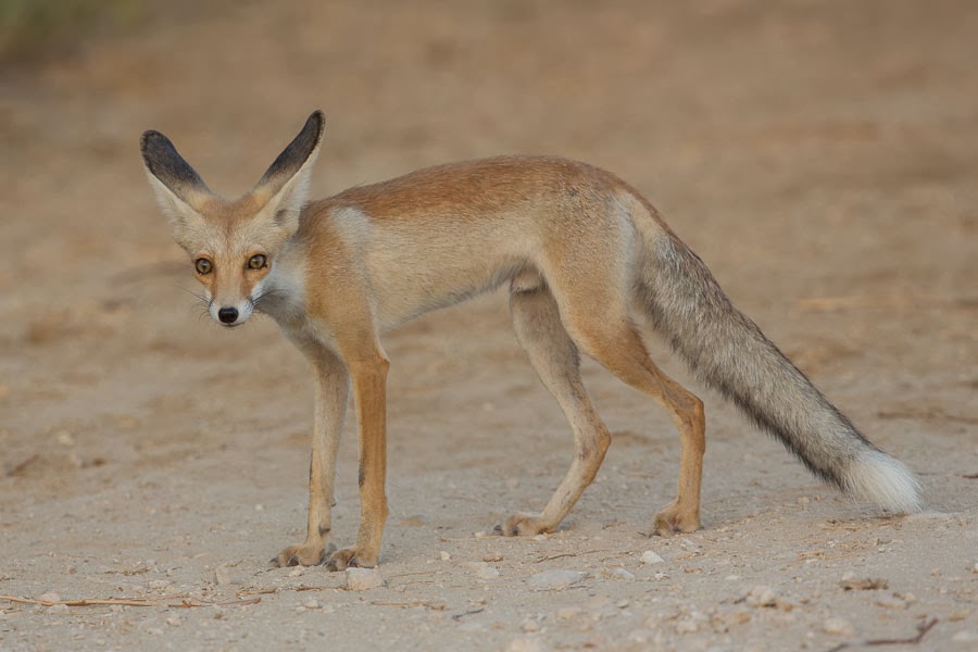 Birds of Saudi Arabia: Arabian Red Fox again – Dhahran Hills