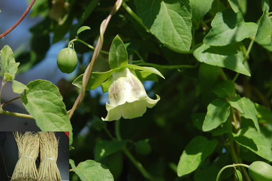 Pilose asiabell root (Dangshen)-Codonopsis pilosula-Radix Codonopsis ...