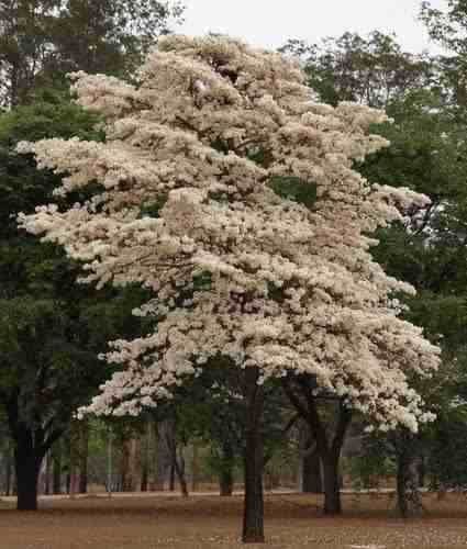 por12metros de cultura literatura: ¿Que es un apamate