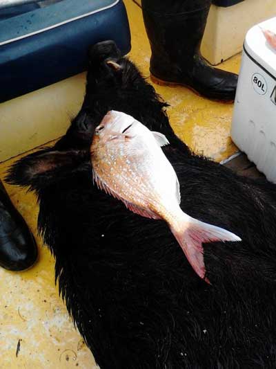 Nothing To Do With Arbroath: Fishermen surprised to catch wild boar ...