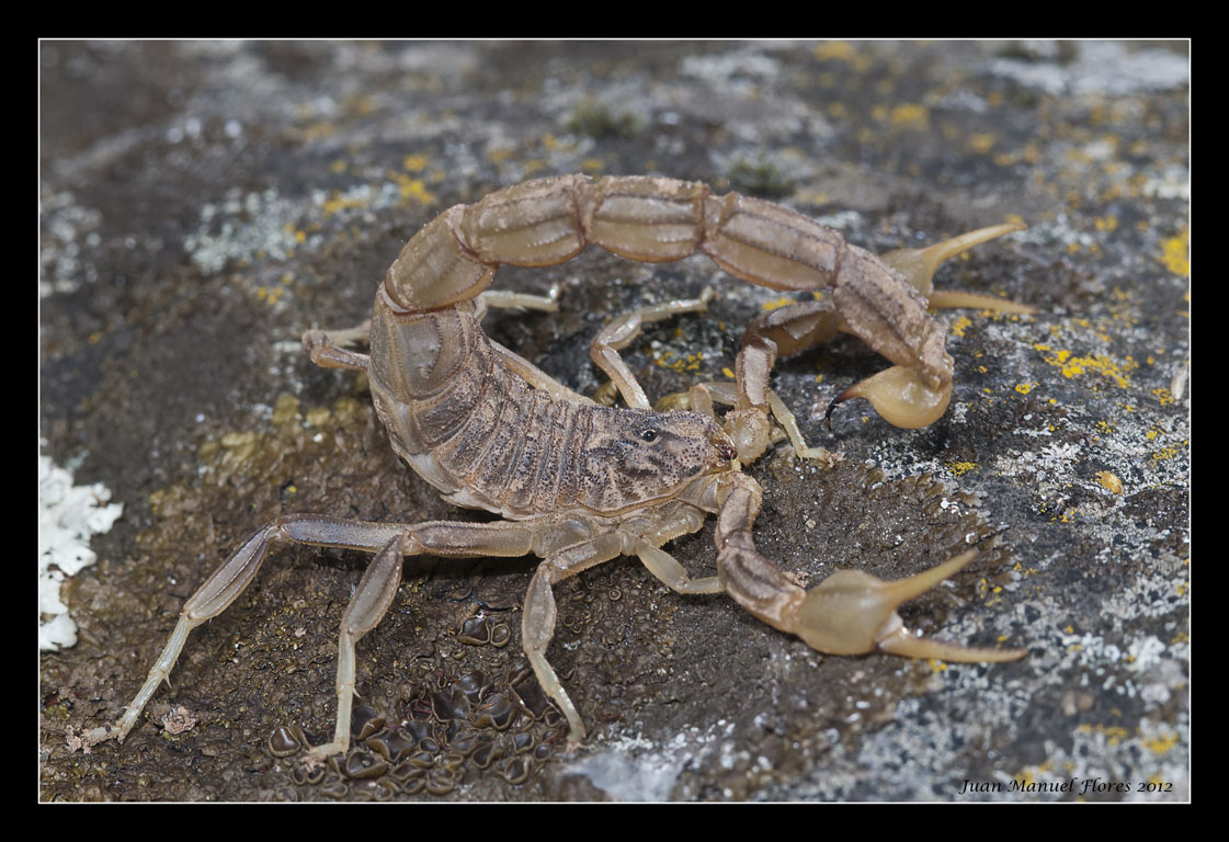 Fotografia, naturaleza y más.: ALACRAN