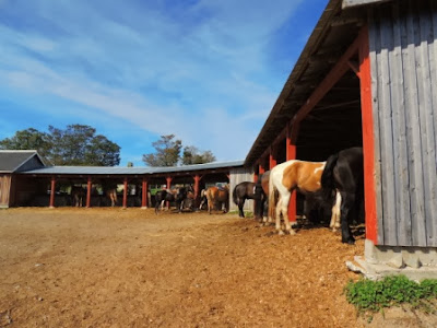 Teena in Toronto: Horseback riding at Broadleaf Ranch, NB
