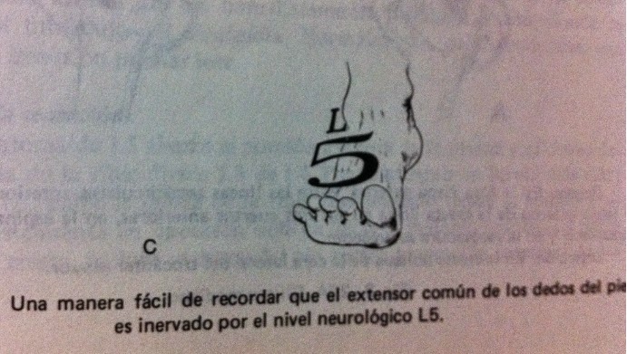 NEUROLOGÍA : REFLEJOS