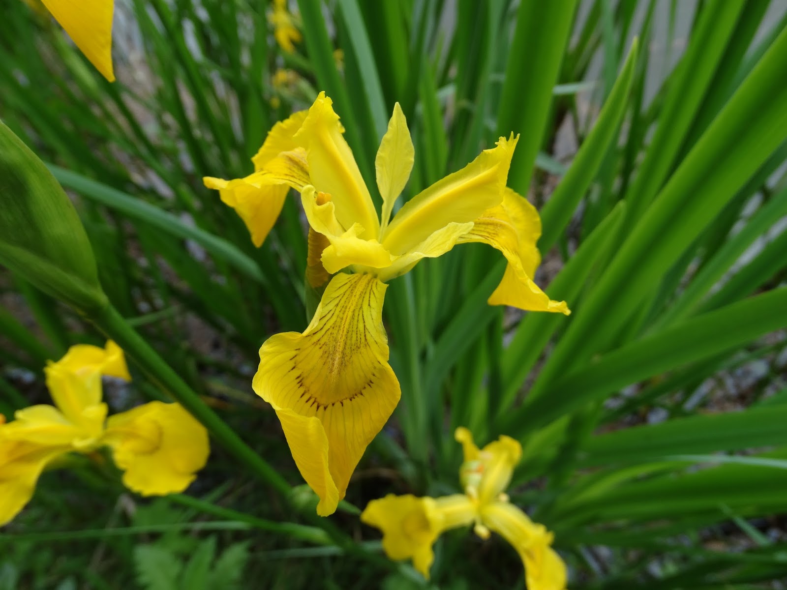 oog voor de natuur: Gele lis