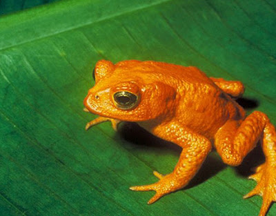 20 Very Strange Endangered Animal Species ~ World Information