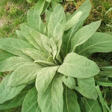 Southern Forager: The Soft and Fuzzy Mullein