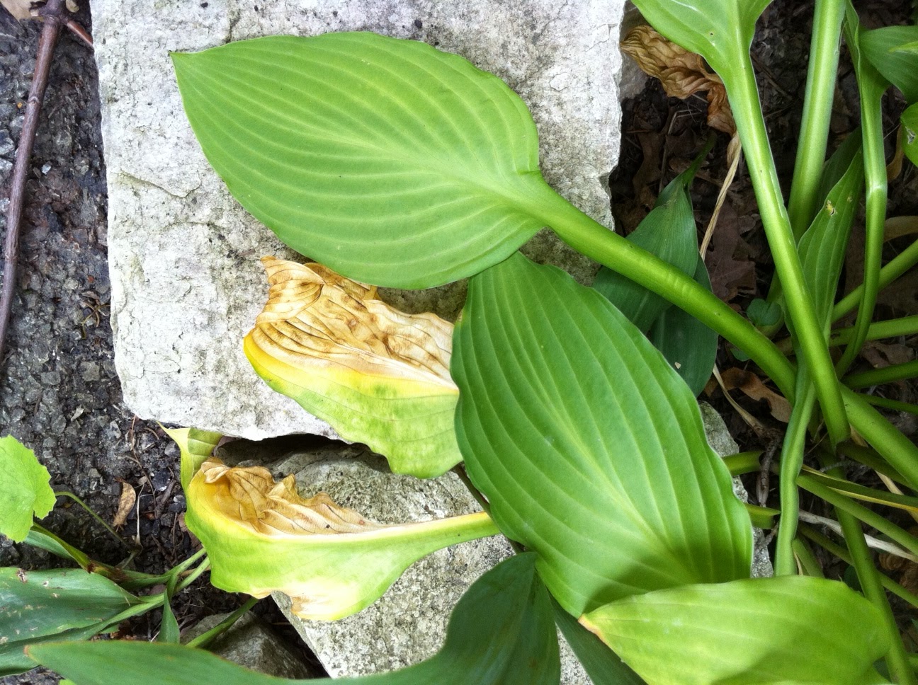 Teresa's Garden Song: Hosta Pests - Fungus?