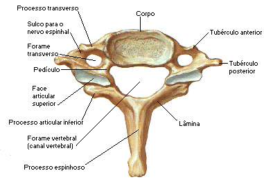Que Es Apofisis Transversa - Citas Adultos En Cantabria