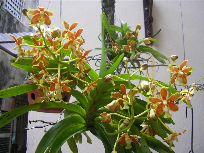 Grow and care Vanda denisoniana orchid - Lady Denison Londesborough's Vanda | Travaldo's blog