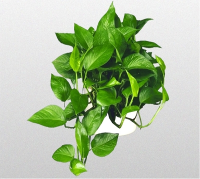 Home and Garden : Scindapsus aureus