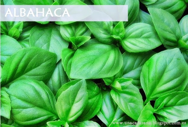 Una Casa Sana: {Hierbas Aromáticas} 1: ALBAHACA (Ocimum Basilicum)