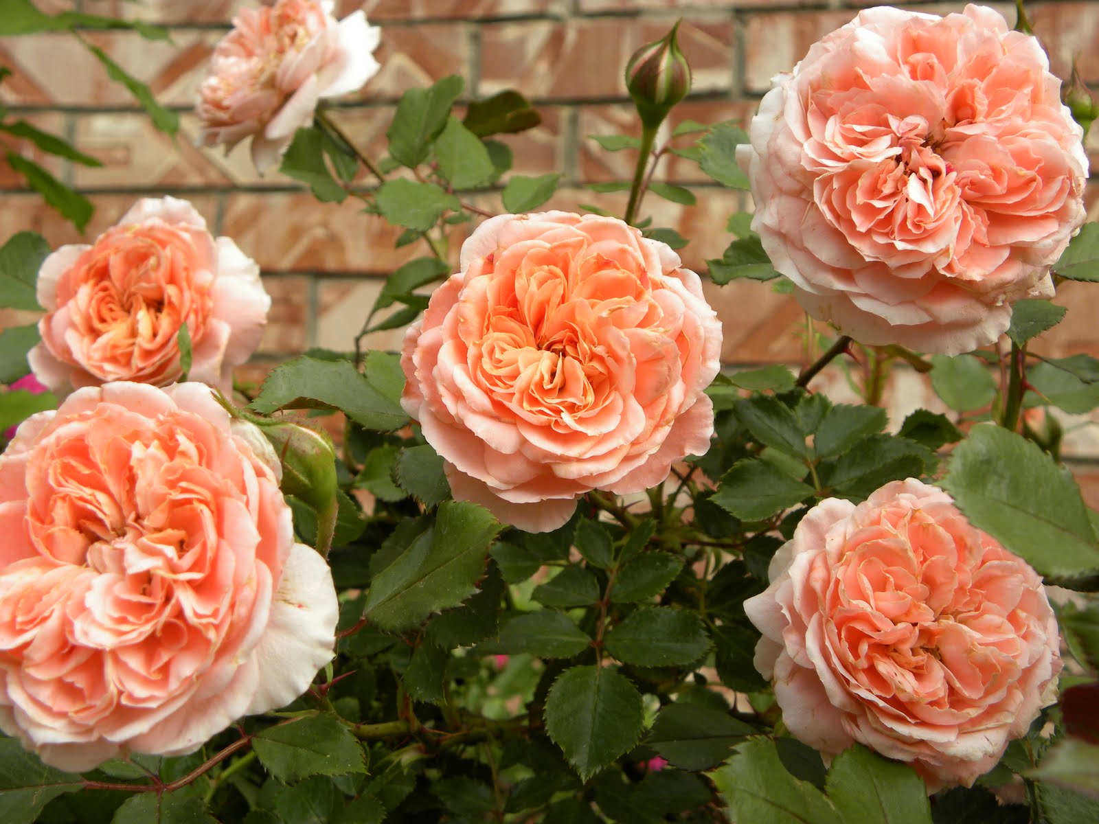 Red Dirt Roses: Wordless Wednesday: This Morning's Photos