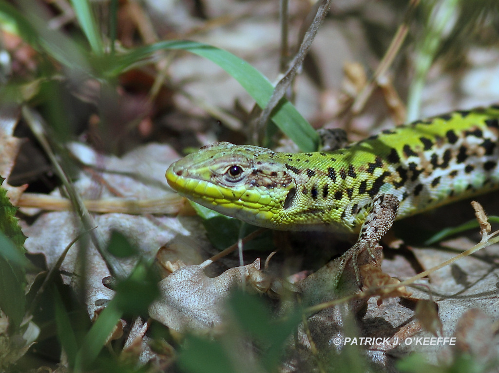Raw Birds: BALKAN WALL LIZARD Podarcis tauricus Dnevni Grablivi Ptitzi ...