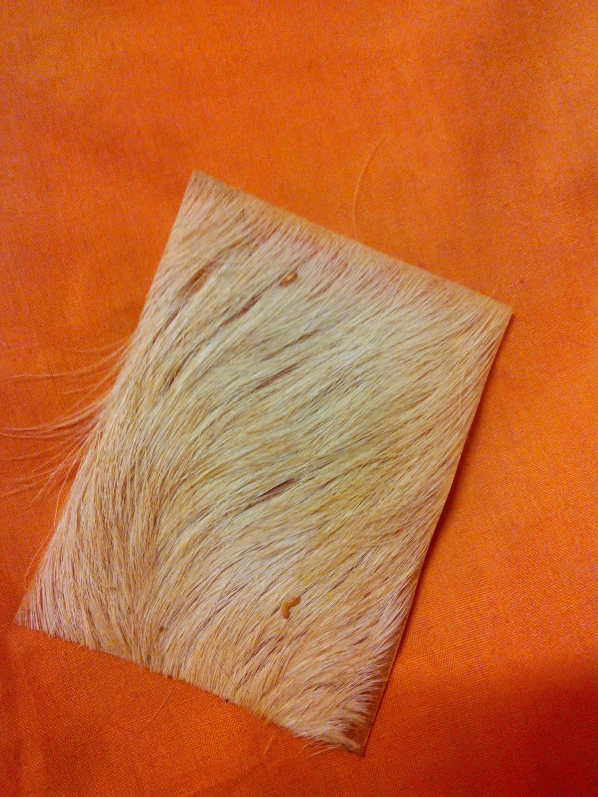 Mistik Warisan Kasturi Dlima: Kijang Putih (Wafak)