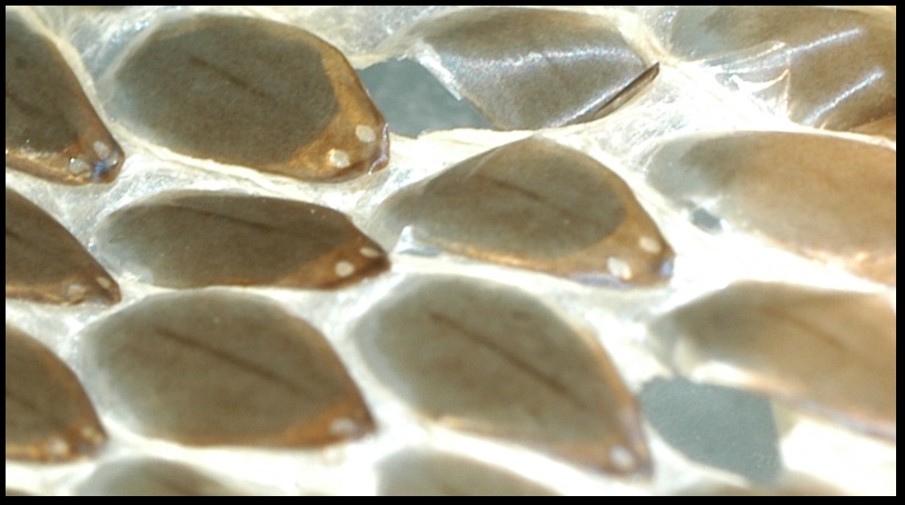 Biology of the Reptilia: Lab 1: General Anatomy of Reptiles. Chalaza ...