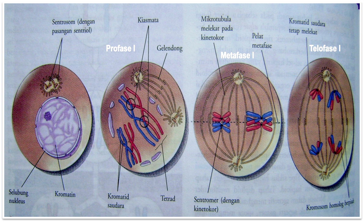 I LOVE BIOLOGY: REPRODUKSI SEL