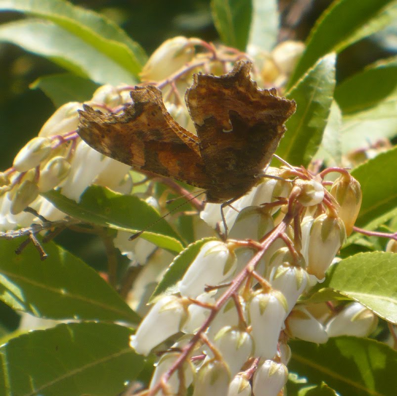The Enchanted Tree: Early Spring Butterflies.