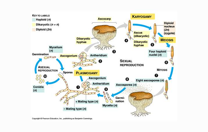 Ascomycota Ascomycota Wikipedia