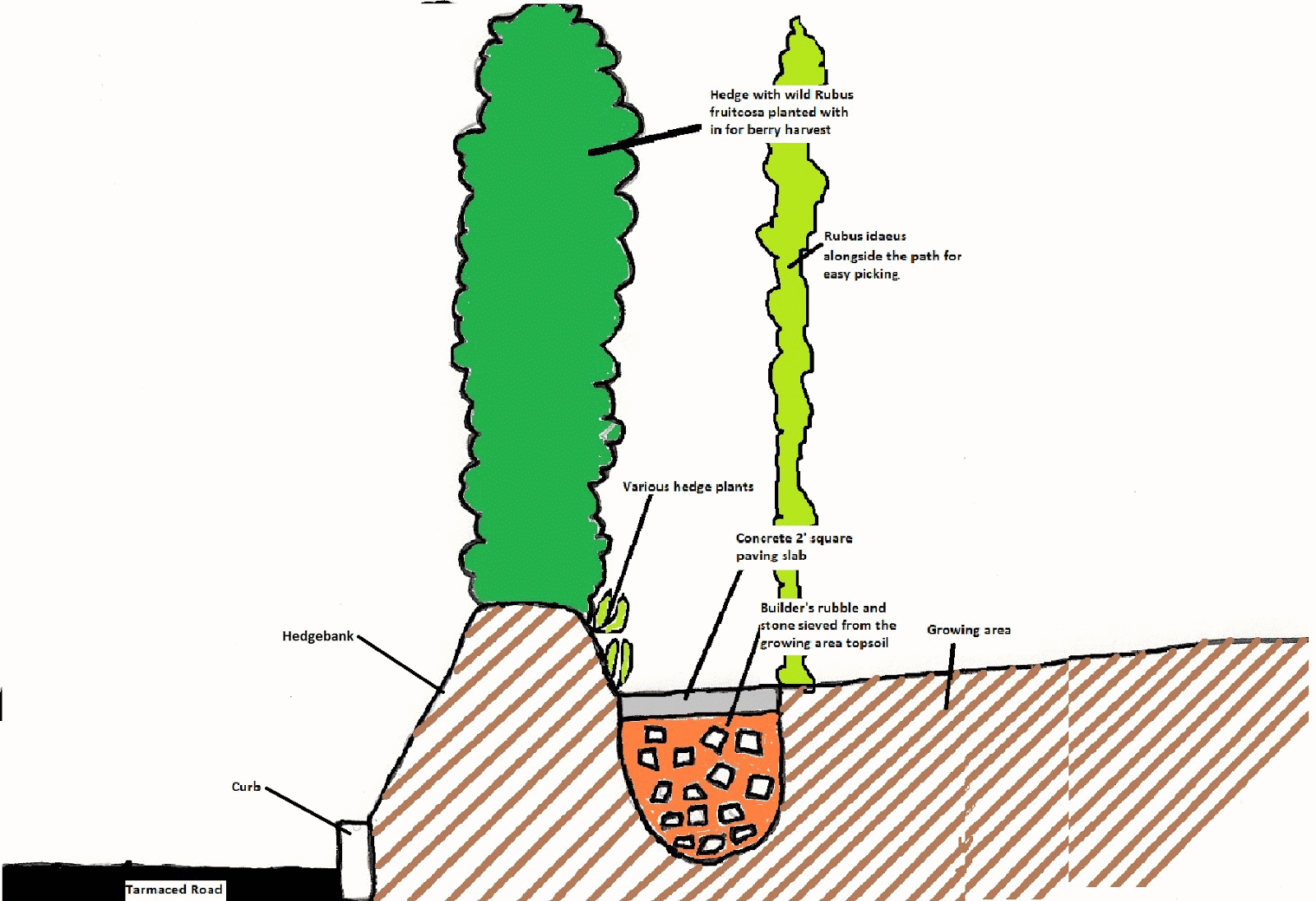 Allotment Garden: Tony's Permaculture Allotment.