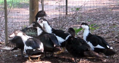 5 Acres & A Dream: Learning How To Pluck a Duck