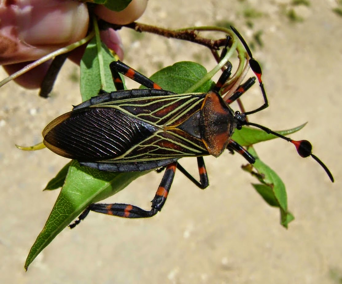 Archives | Delicias Prehispánicas y Contemporáneas.