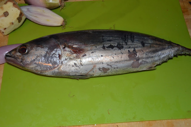 Oppdag Fisk!: Bukstripet Bonito/Striped Bonito/Skipjack Tuna/Katsuwonus ...