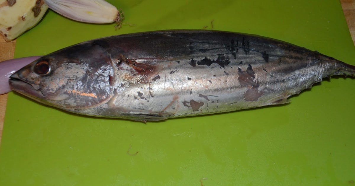 Oppdag Fisk!: Bukstripet Bonito/Striped Bonito/Skipjack Tuna/Katsuwonus ...