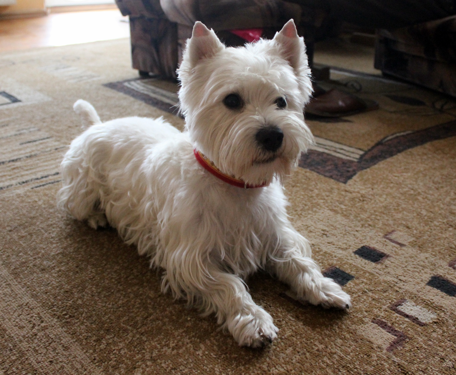 WHWT , Amoor .: Pies nieidealny.